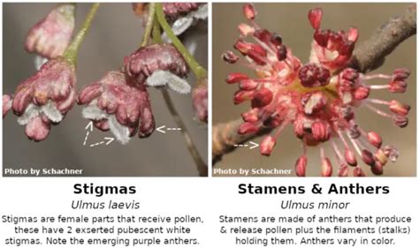 16 Different Types Of Elm Trees And Their Identifying Features