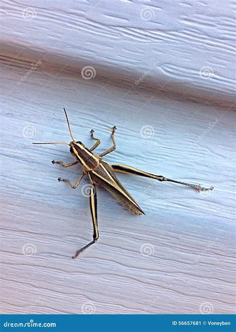 long grasshopper stock image image of sticky grasshopper 56657681