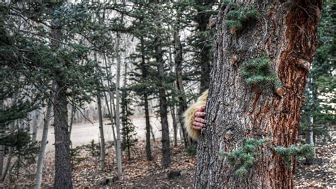 Bigfoot In Park County