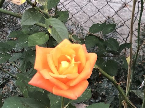 При избори днес 6 партии с депутати Вижте кои са те и разликите помежду им Новини от