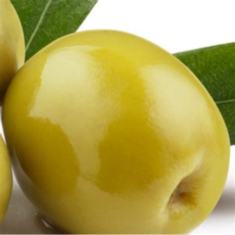 로얄 올리브 Youtube