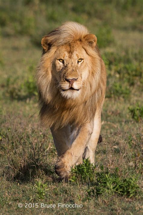 Blond Mane Lion Of The Marsh Pride Archives Dream Catcher Images By