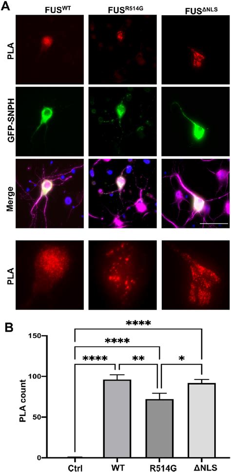 Overexpression Of Fus Mutations And Gfp Snph Alters Fus Snph
