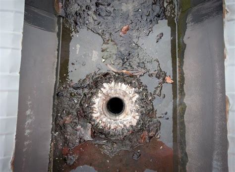 Engineered For Life In The Gutter