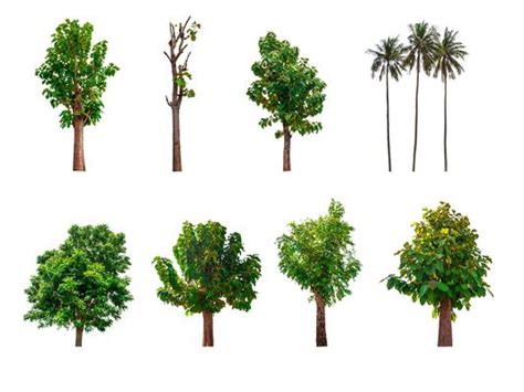 Tree Flow Chart Stock Photos Images And Backgrounds For Free Download
