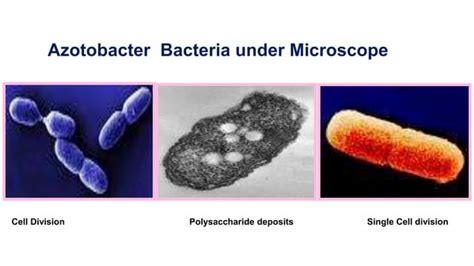 Azotobacter Pptx