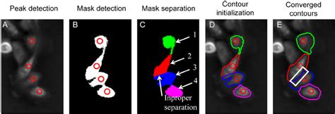 Segmentation Of The Clustered Cells Through Peak Detection A Raw Download Scientific Diagram