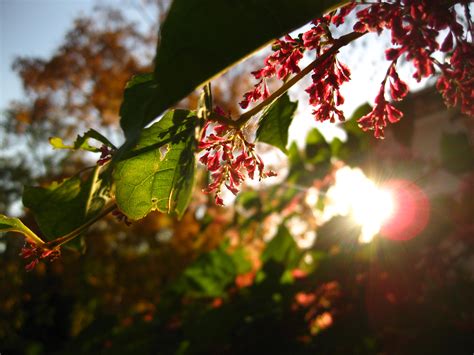 Lineage Of Expectation An Advent Blog