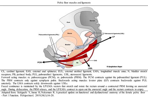 What Are The Major Muscles Of Female Pelvic Floor Ppt