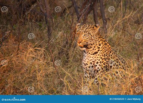 Female Leopard Sitting In Tall Grass Stock Image Image Of Botswana Tall 218456523