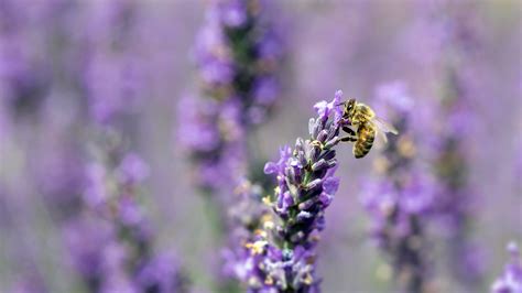 Honey Bee Lavender Flowers Spring Bing 4k Preview