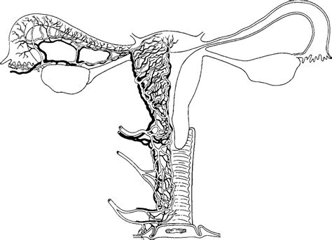 Uterus Diagram Unlabeled