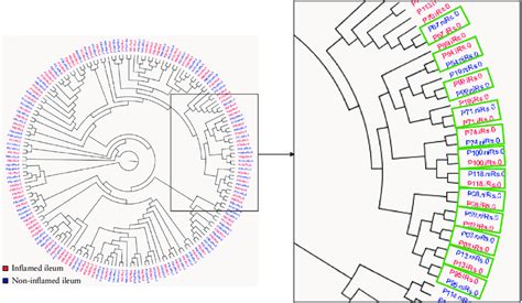 upgma clustering based on weighted unifrac metric of 89 paired biopsies