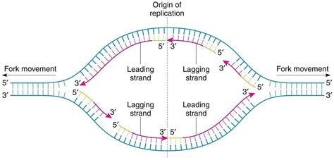 Replication Fork Replication Fork