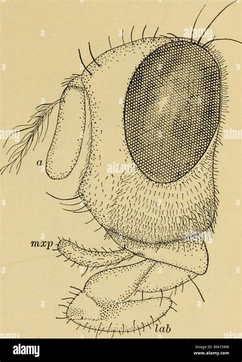 Elementary Entomology Fig 19 Side View Of Head Of A Fly 7