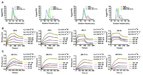 Characterization Of The Interaction Between Vnar Fusions And Rbd A