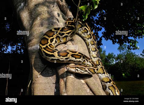 Burmese Python Python Molurus Bivittatus Florida Stock Photo Alamy