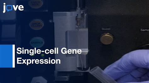 Single Cell Gene Expression Profiling Using Facs And Qpcr Protocol