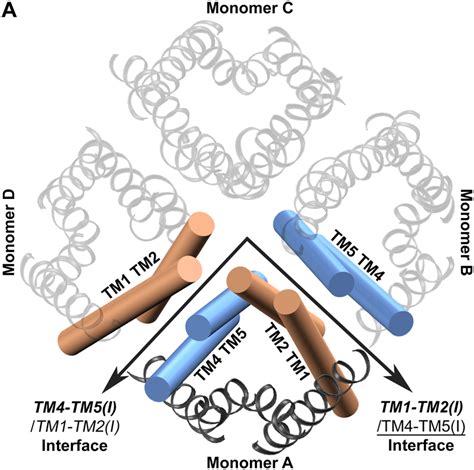 Zmpip12 Homo Tetramer Showing Two Different Monomer Monomer Interfaces Download Scientific