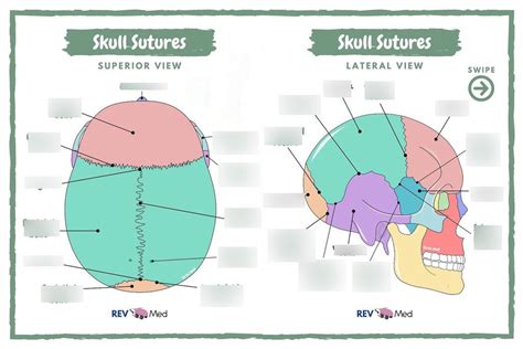 Skull Sutures Of The Skull Diagram Quizlet