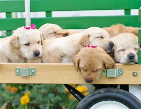 Premium Photo Cute Puppies Sleeping