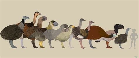 Dromornis Stirtoni Size
