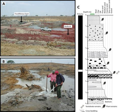 Triangular Fossa Teeth