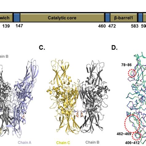 Crystal Structure Of Tg2 In Complex With Gtp A Domain Boundary Of Download Scientific Diagram