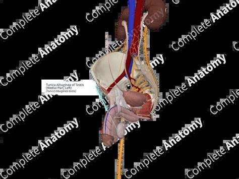 Tunica Albuginea Of Testis Medial Part Left Complete Anatomy