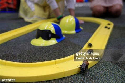 Cockroach Racing Photos And Premium High Res Pictures Getty Images