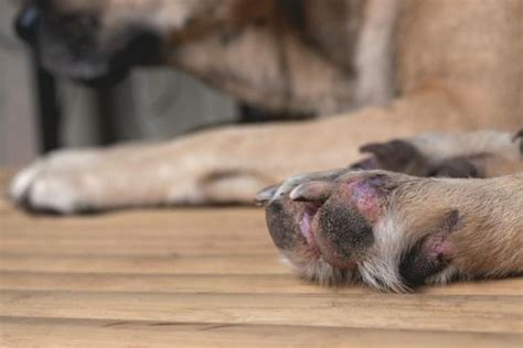 Pododermatitis In Dogs Causes Symptoms And Treatment With Photos
