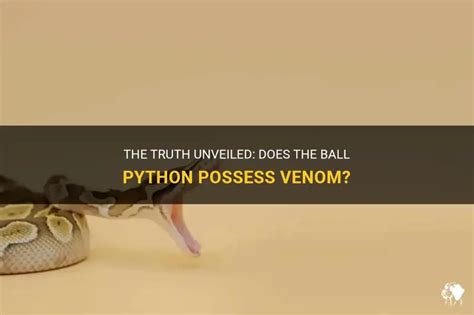 The Truth Unveiled Does The Ball Python Possess Venom Petshun