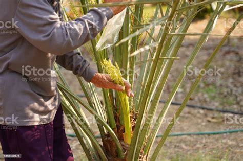 Gardeners Are Pollinating The Palm Trees Date Palm Pollinationdate Palm