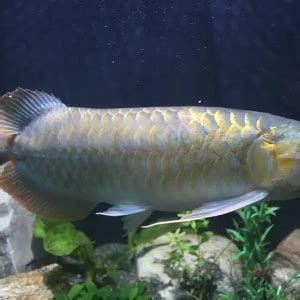 Asian Arowana Facts Diet Habitat And Pictures On Animaliabio