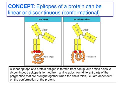 Ppt B Lymphocyte Activation And Function I Structural Basis Of