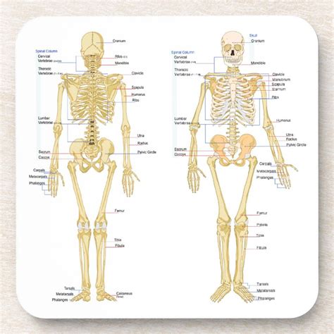 Human Skeleton Labeled Anatomy Chart Beverage Coaster Zazzle Esqueleto Humano Huesos Del