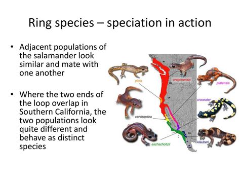 Ppt Speciation Powerpoint Presentation Free Download Id 2141699