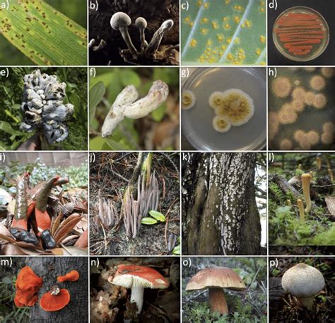 Basidiomycota An Overview Sciencedirect Topics 42 Off Basidiomycota An Overview Sciencedirect Topics 42 Off