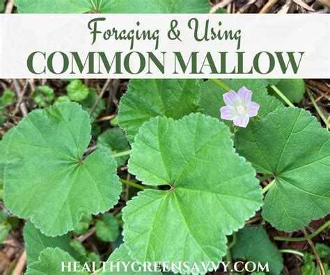 What Is Common Mallow Weeds Mallow Weed Control Hxdm