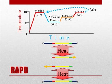 Random Amplified Polymorphic Dna Rapd Pptx Random Amplified Polymorphic Dna Rapd Pptx