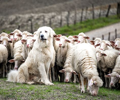 Is Maremma An Incomparable Guard Dog