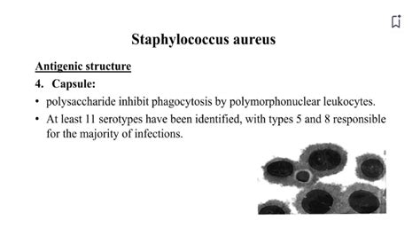 Dpt Microbiology Ii Gram Ve Cocci Genus Staphylococcus Pptx