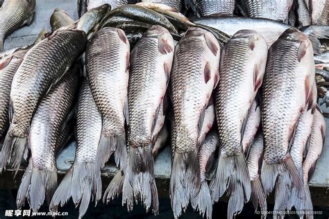 鱼摄影图海洋生物生物世界摄影图库昵图网