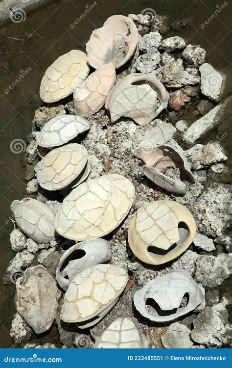 Fossilized Remains Of Sea Turtle Shells Ingrown Into The Rock Stock Fossilized Remains Of Sea Turtle Shells Ingrown Into The Rock Stock