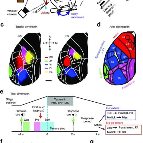 Spatiotemporal Dimensions Relevant For Texture Discrimination Learning