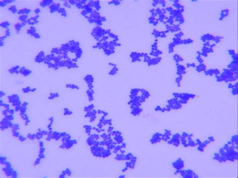 Gram Positive Cocci In Clusters Introduction To Bacteria