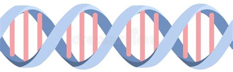 Molecular Structure Dna Border Dna Spirals Seamless Pattern Stock Vector Illustration Of