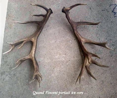 Jura Forêt De Chaux Le Cerf Vincent Retrouvé Mort Le Chasseur Français