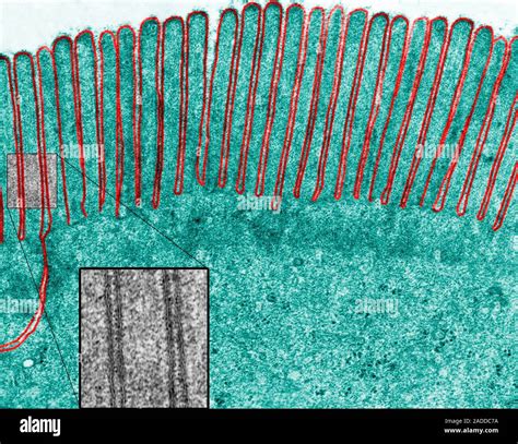 Coloured Transmission Electron Micrograph Tem Showing The Plasma