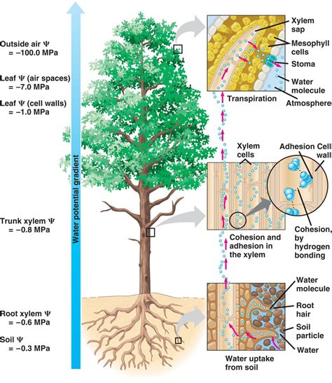 Biology 2108 Biology Lessons Biology Notes Teaching Biology Science Biology Earth And Space Biology 2108 Biology Lessons Biology Notes Teaching Biology Science Biology Earth And Space